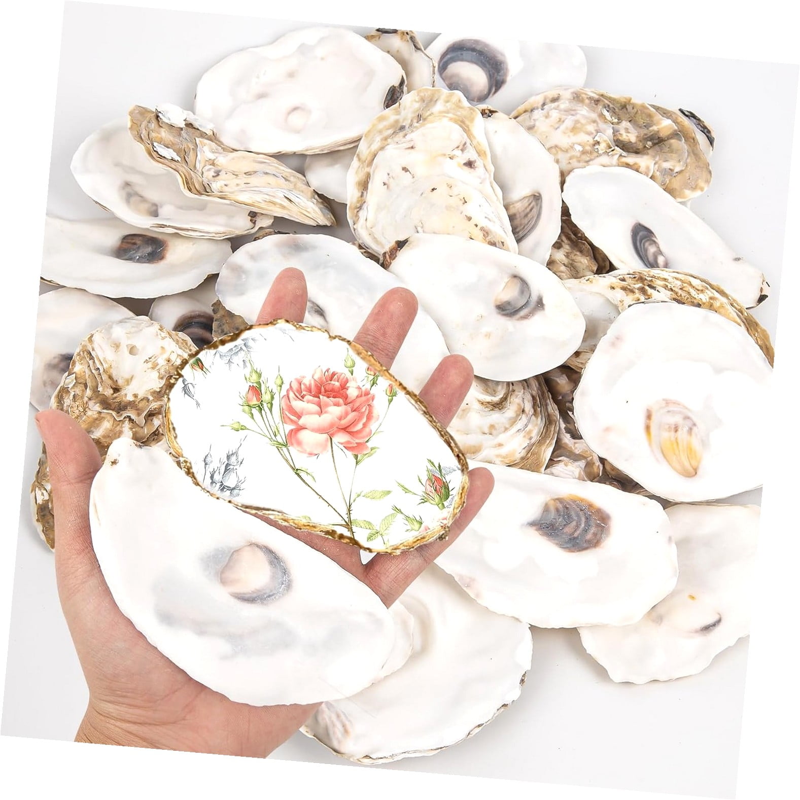 ANYWAY.GO 20PCS Flat Oyster Shells 4"-5" Large Oyster Shells for Crafts ...