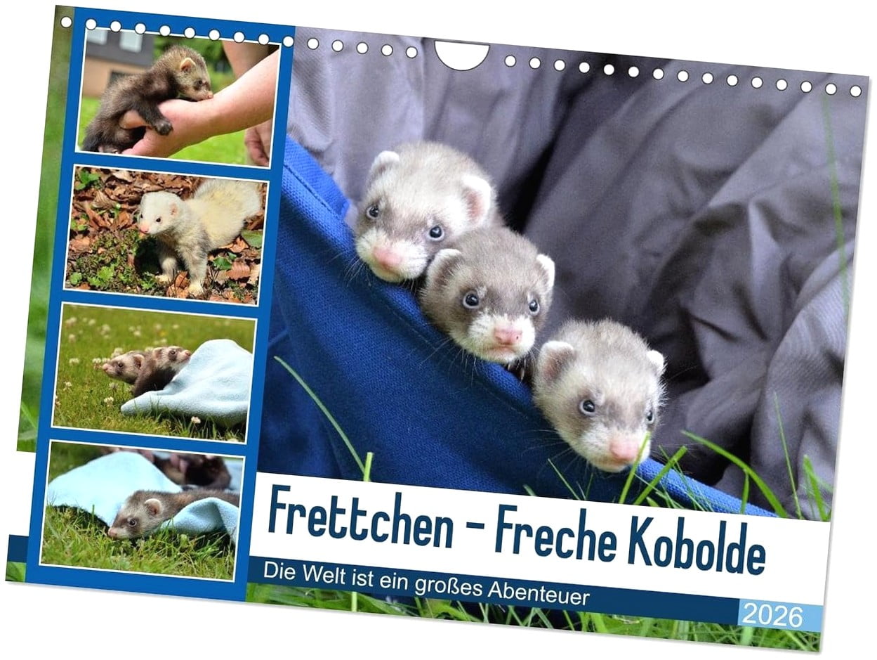 ANYWAY.GO Ferrets Cheeky Goblins, US Version (Wall Calendar 2026 DIN ...