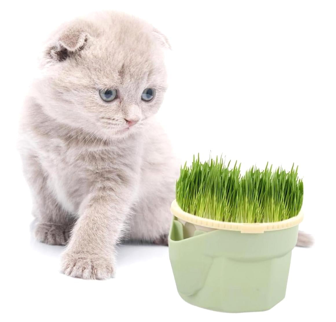 ANYWAY.GO Hydroponic Grass Planter Cup: Soilless Catnip Growing Box for ...