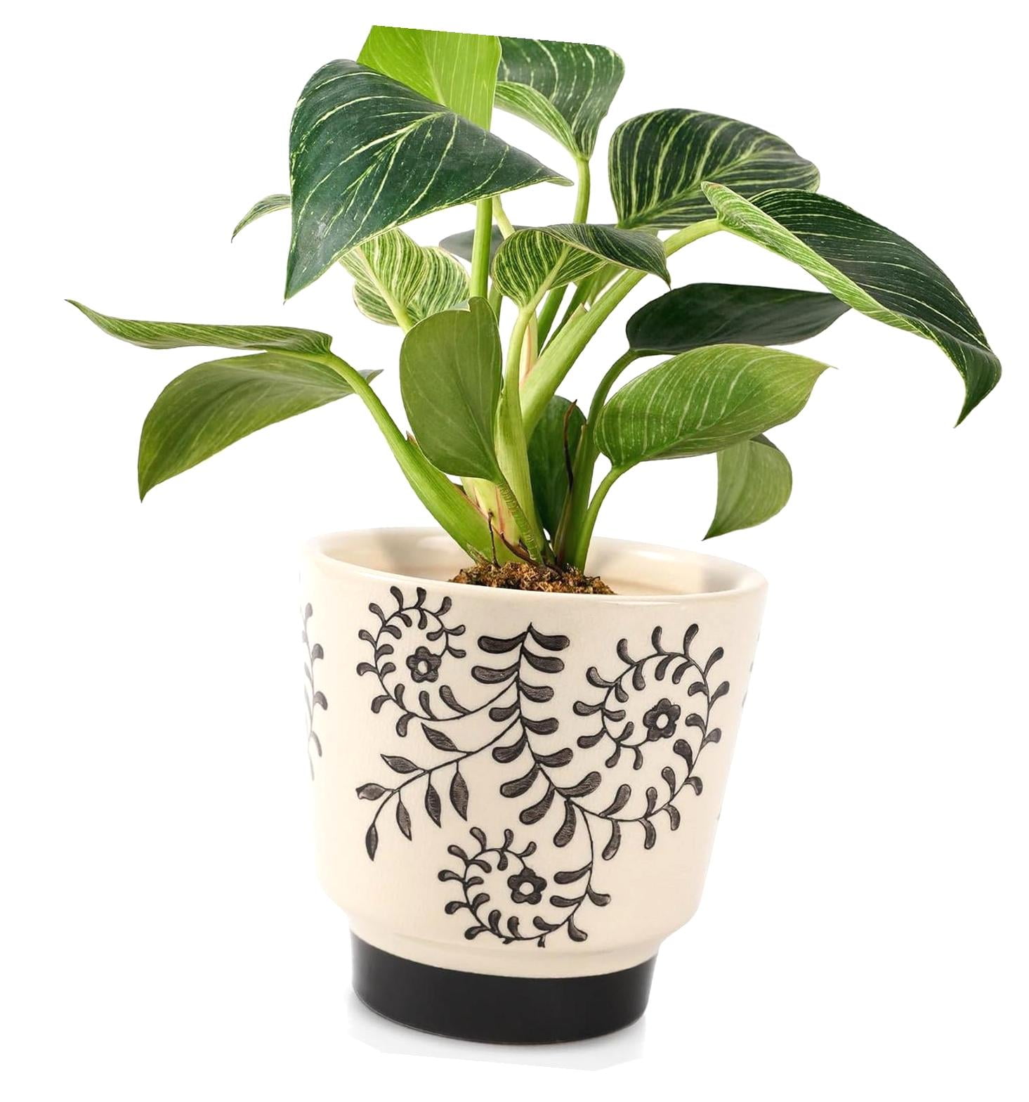 ANYWAY.GO Indoor Ceramic Plant Containers with Drainage Holes 5 Inch ...