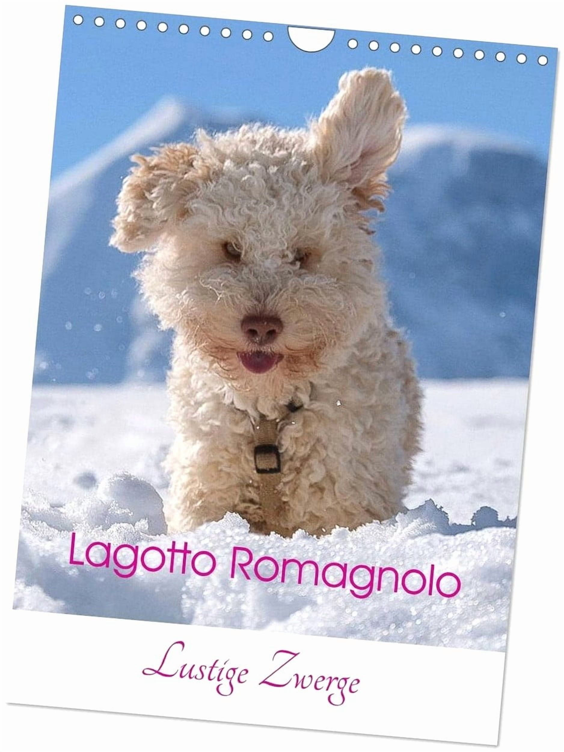 ANYWAY.GO Lagotto Romagnolo Funny Dwarfs, US-Version (Wall Calendar ...
