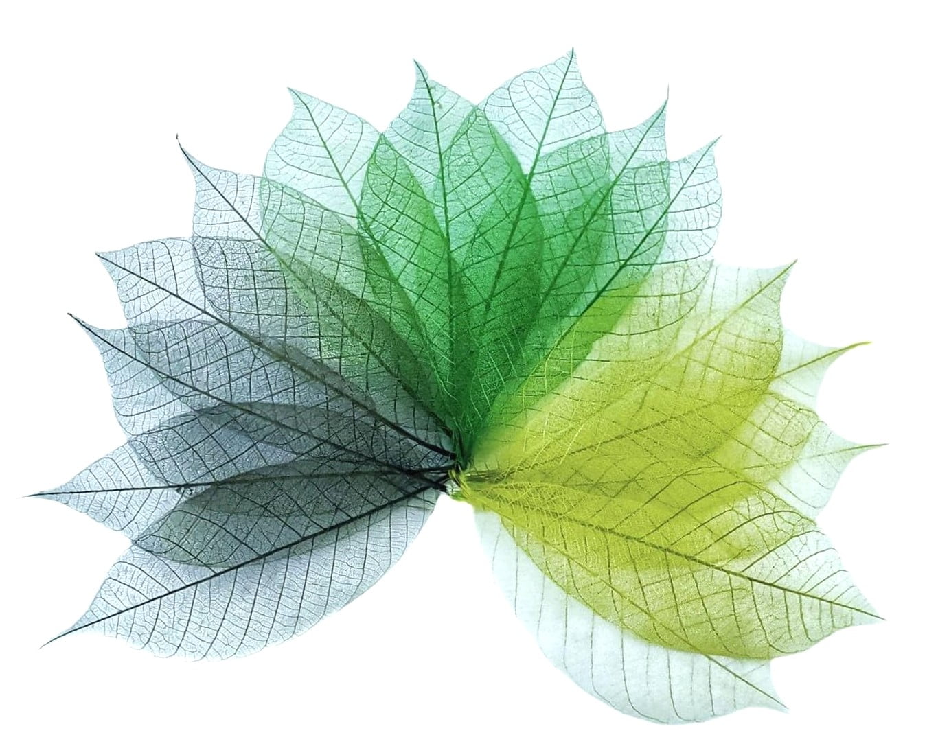ANYWAY.GO Leaves Rubber Tree for Crafts Card Scrapbook Wedding ...