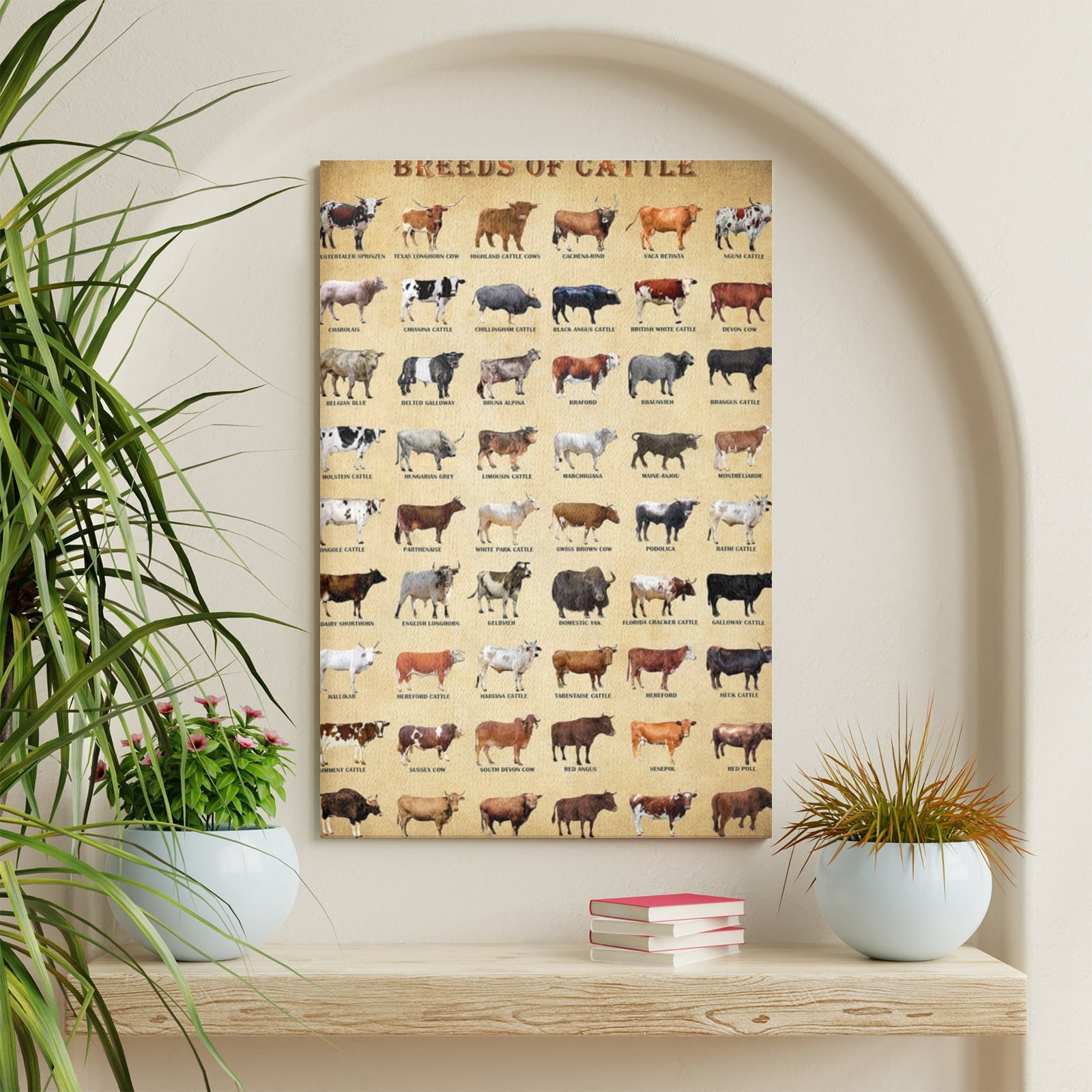 AOEX Breeds of Cattle Poster,Common Breeds of Beef and Dairy Cows ...