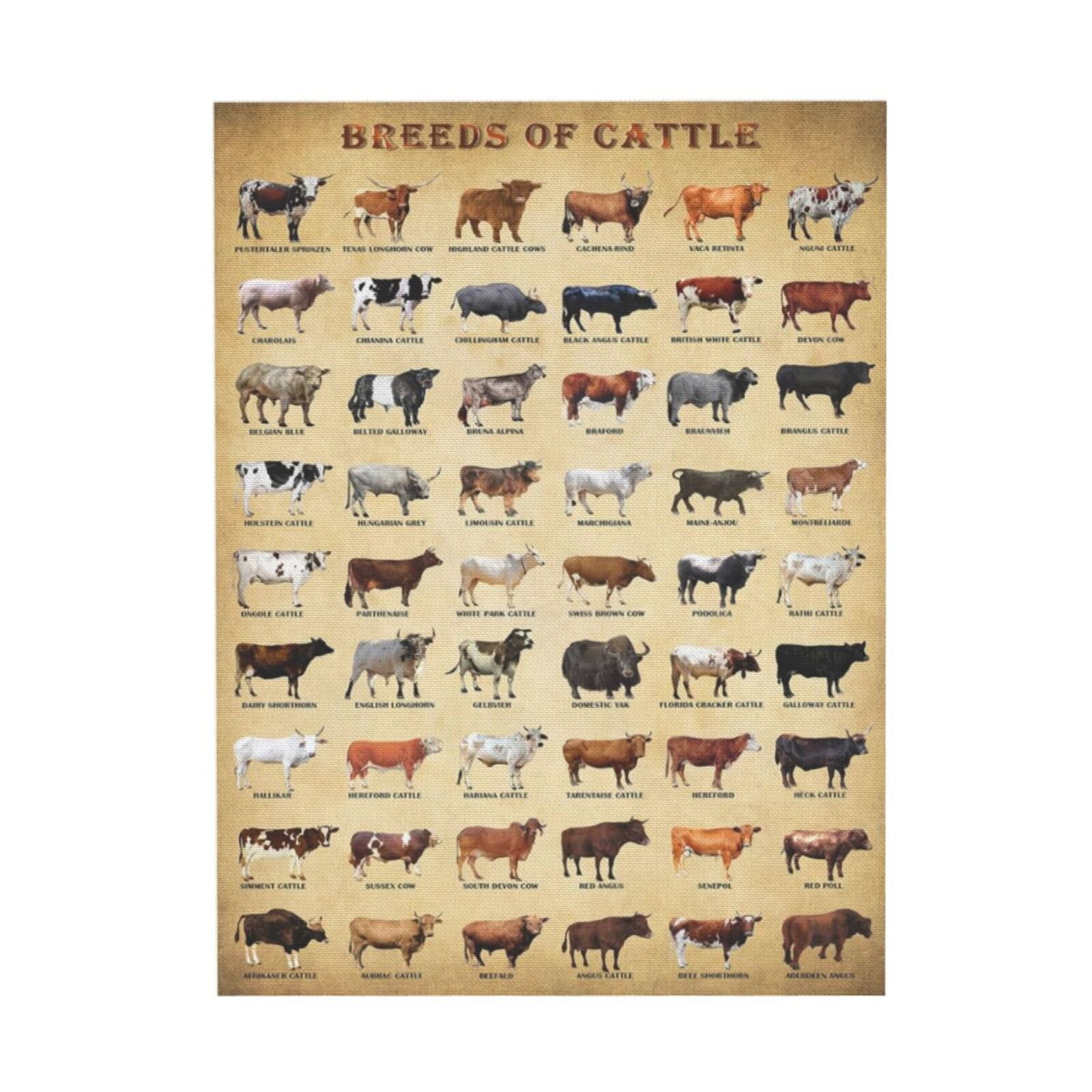 AOEX Breeds of Cattle Poster,Common Breeds of Beef and Dairy Cows ...