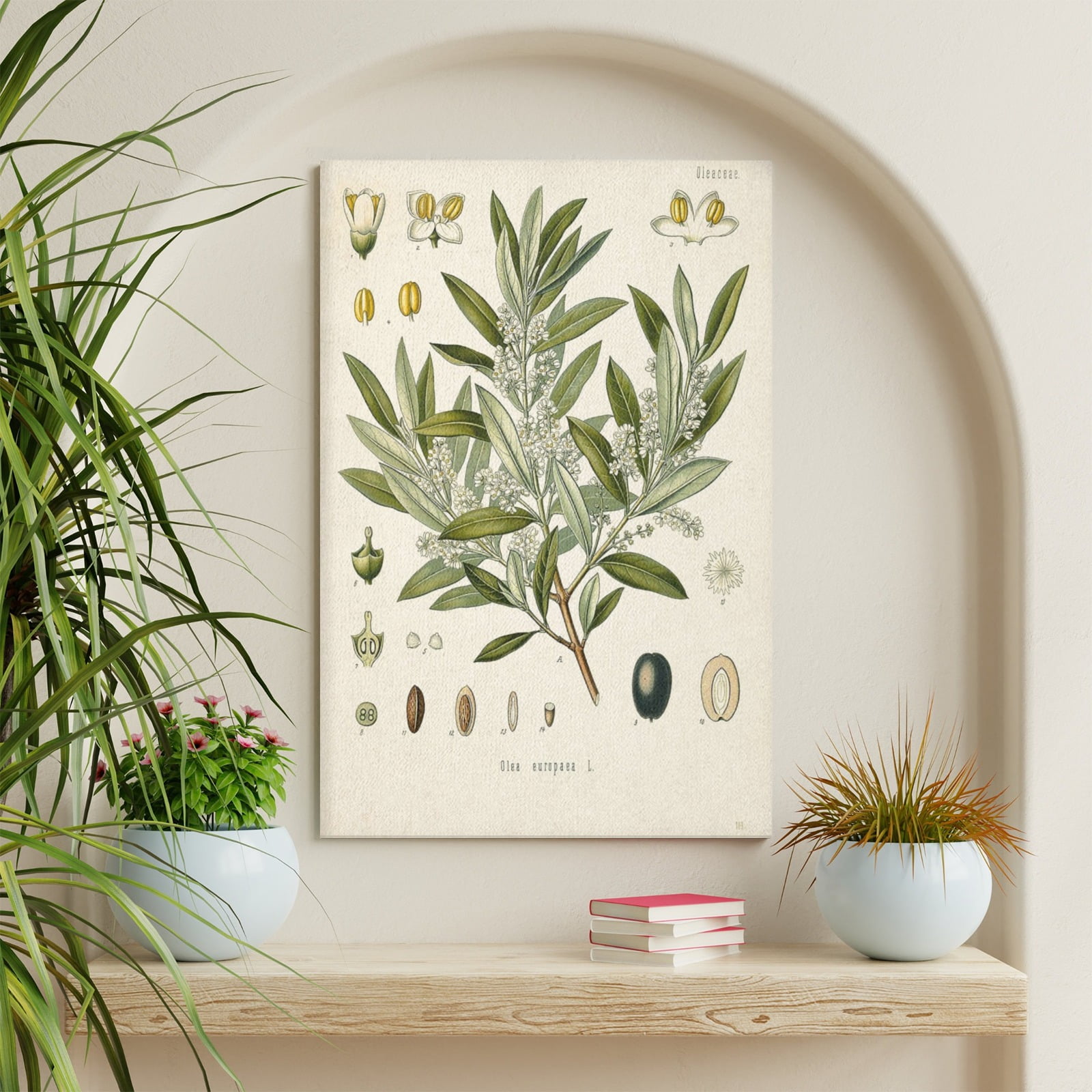 AOEX Vintage Botanical Olive Tree Print PosterOlea Europaea Art Print ...