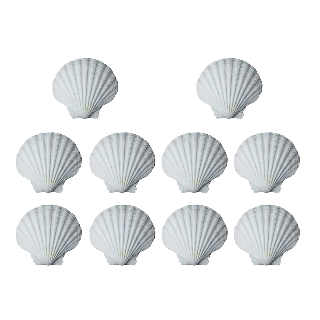 AOOOWER 10PCS Smooth White Craft Shells Natural Scalloped Shells For ...