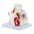 AOOOWER Human Eye Anatomy Model Shows Lens, Vitreous body of eyeball ...
