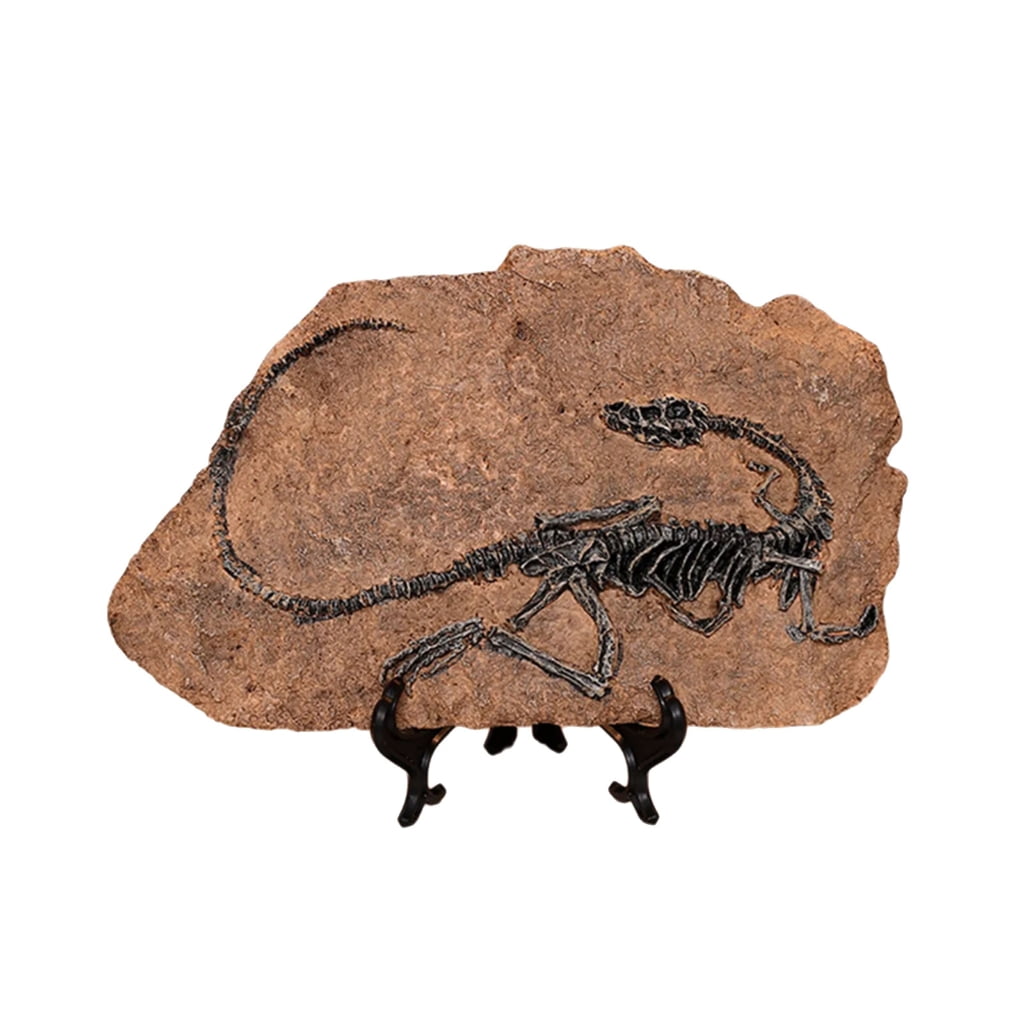 AOOOWER Resins Dinosaur Fossils Statue Model Simulated Skeleton Home ...