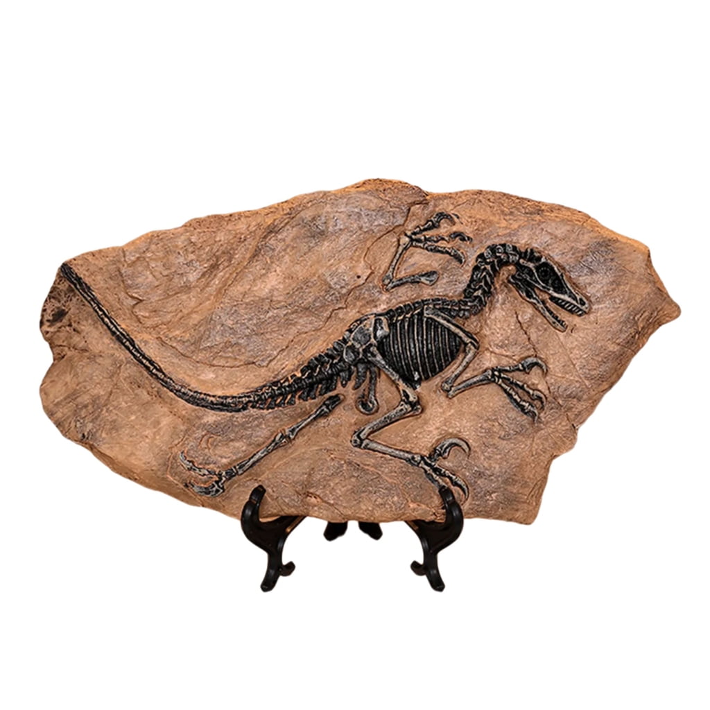 AOOOWER Resins Dinosaur Fossils Statue Model Simulated Skeleton Home ...