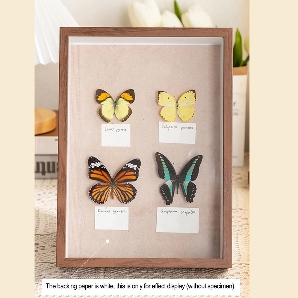 AOQIANLAN Real Butterfly Specimen Random Happy Birthday Gift ...