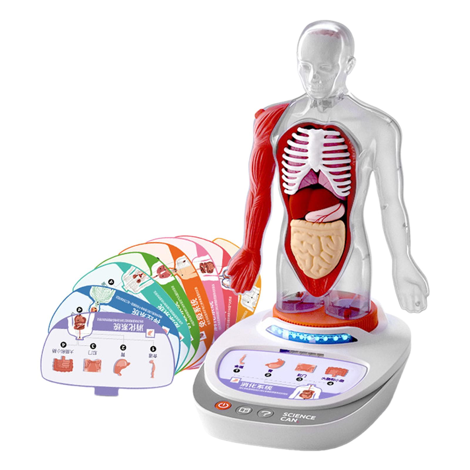 APLVFFZH Human Body Model for Kids Early Education Montessori Toy Human ...