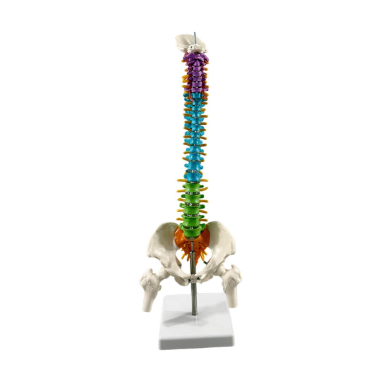 APLVFFZH Human Skeleton Spine Model Colored Flexible Spine Model for ...