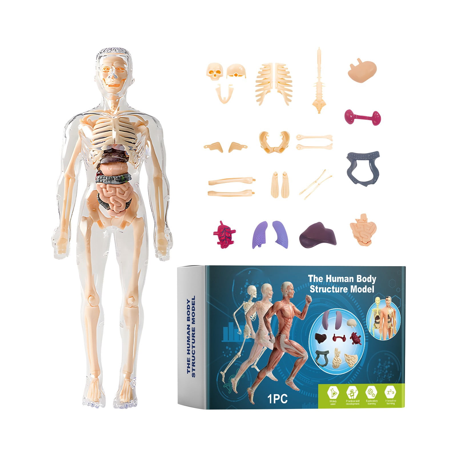 Discovery Model Kit Anatomy Model With Removable Organs 3D Model ...