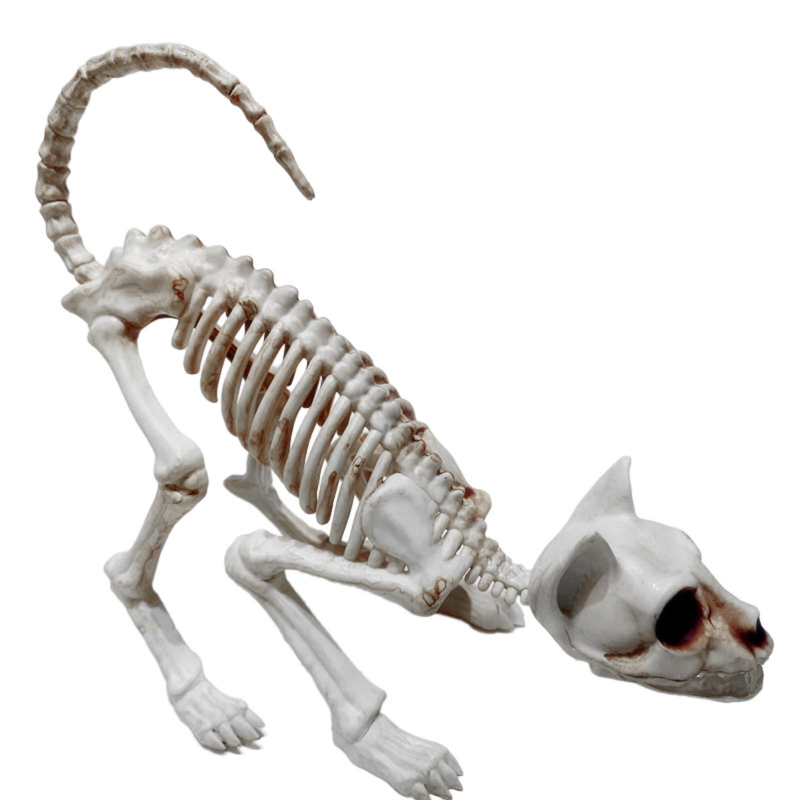 AQMD Halloween Decoration Skeleton Cat with Posable Joints Skeleton ...
