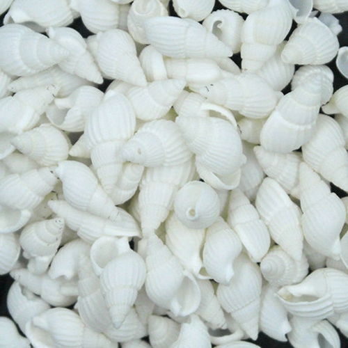 AQRS 100 Pieces Small Beautiful Top Rare Real Sea Shell Conches Xmas ...