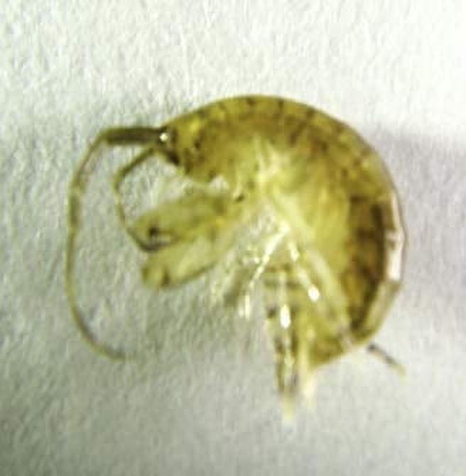 AQUACULTURE NURSERY FARMS Amphipods Plus 16oz Bag of Live Tisbe ...