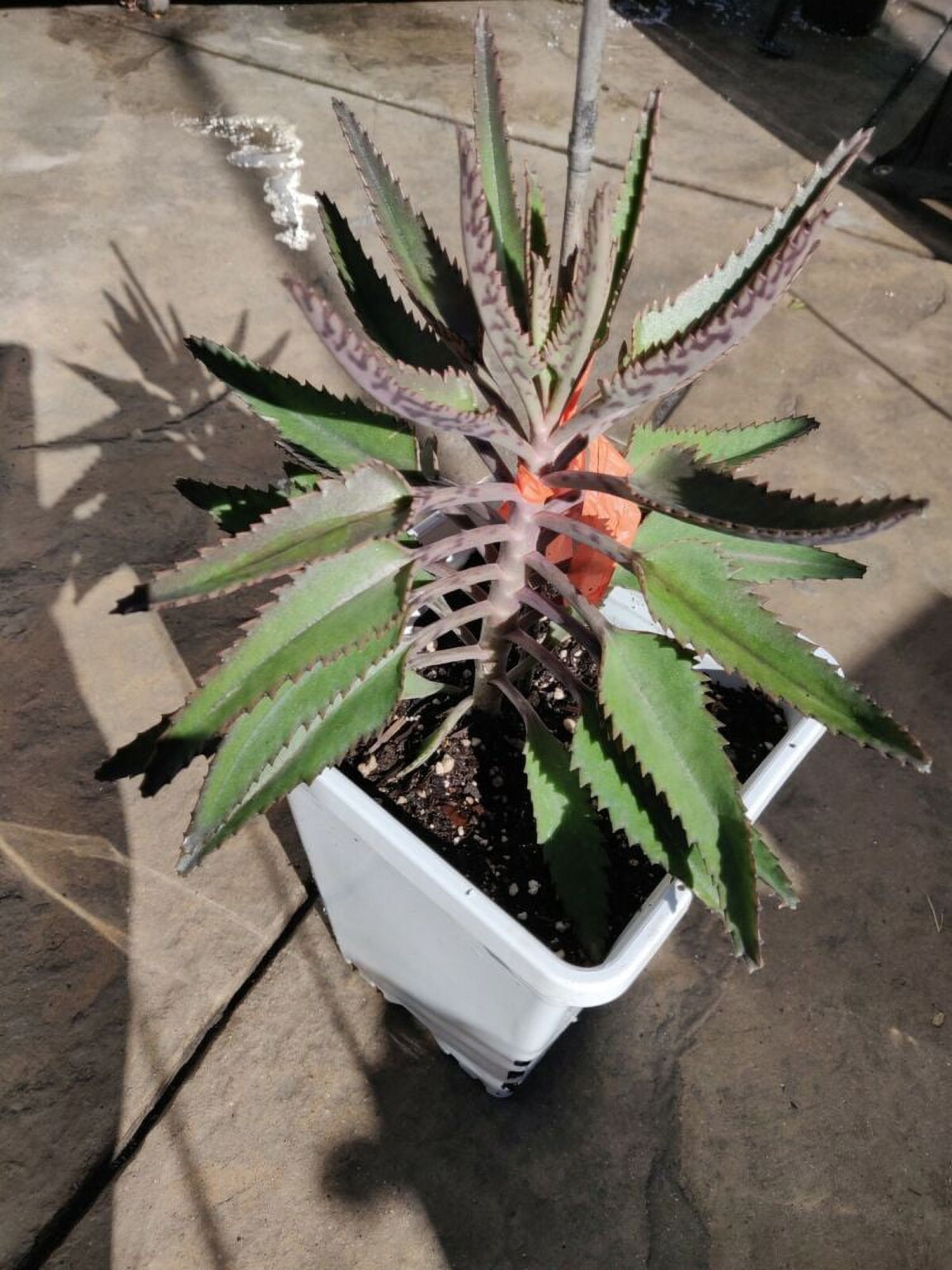 ARANTO KALANCHOE MADRE DE MILES ALLIGATOR MOTHER OF THOUSAND DEVILS ...