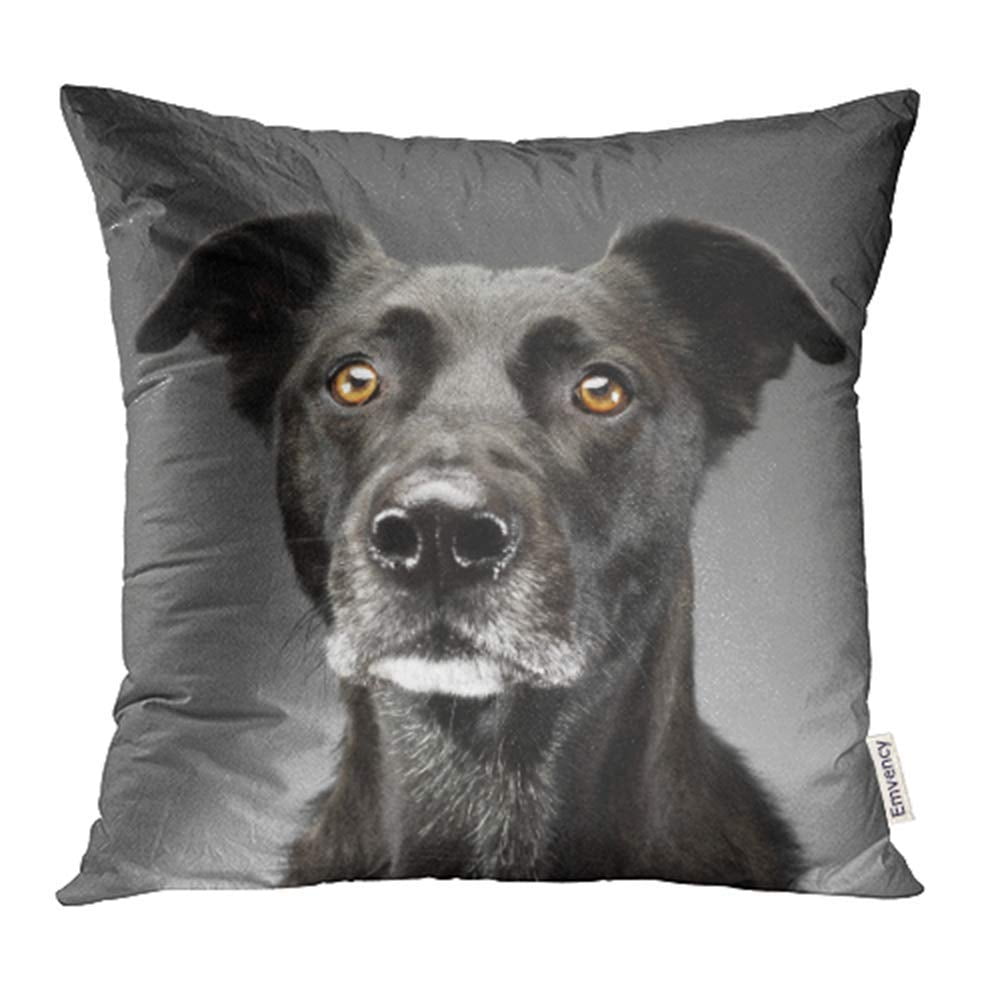 ARHOME Black Attention Portrait Adorable Mixed Breed Dog Studio Shot ...