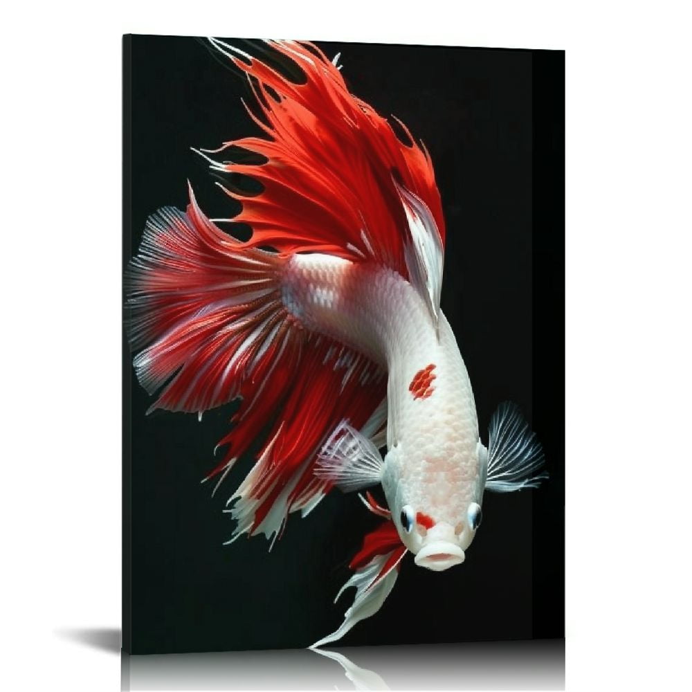 ARISTURING Five Betta Fish Canvas Prints Siamese Fighting Fish isolated ...