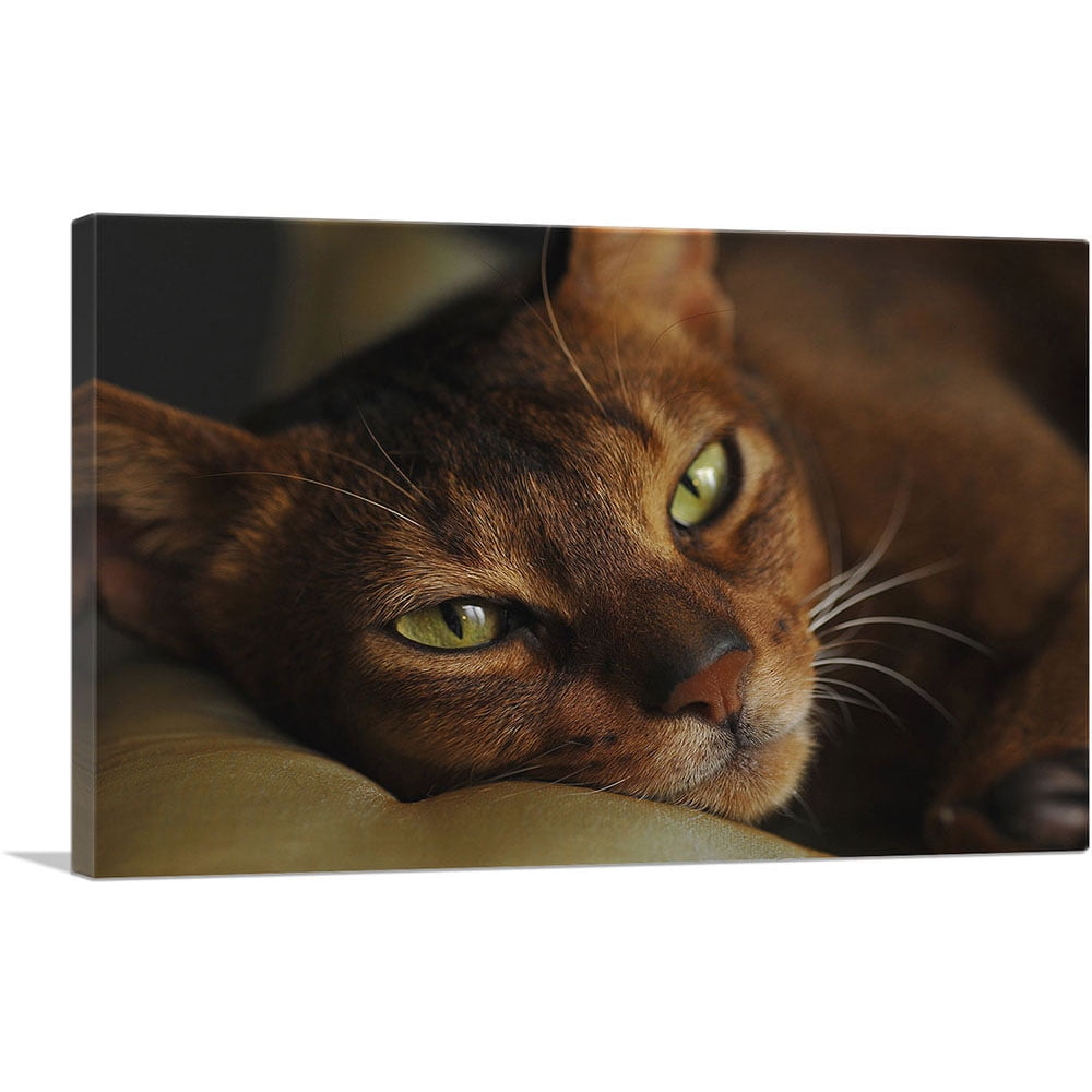 ARTCANVAS Abyssinian Cat Portrait Canvas Art Print - Size: 40" x 26" (0 ...