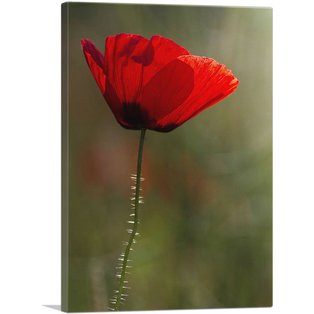ARTCANVAS Albanian Poppy National Flower of Albania On Green Canvas Art ...