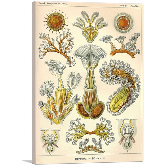 ARTCANVAS Bryozoa Sea Creatures Canvas Art Print by Ernst Haeckel ...