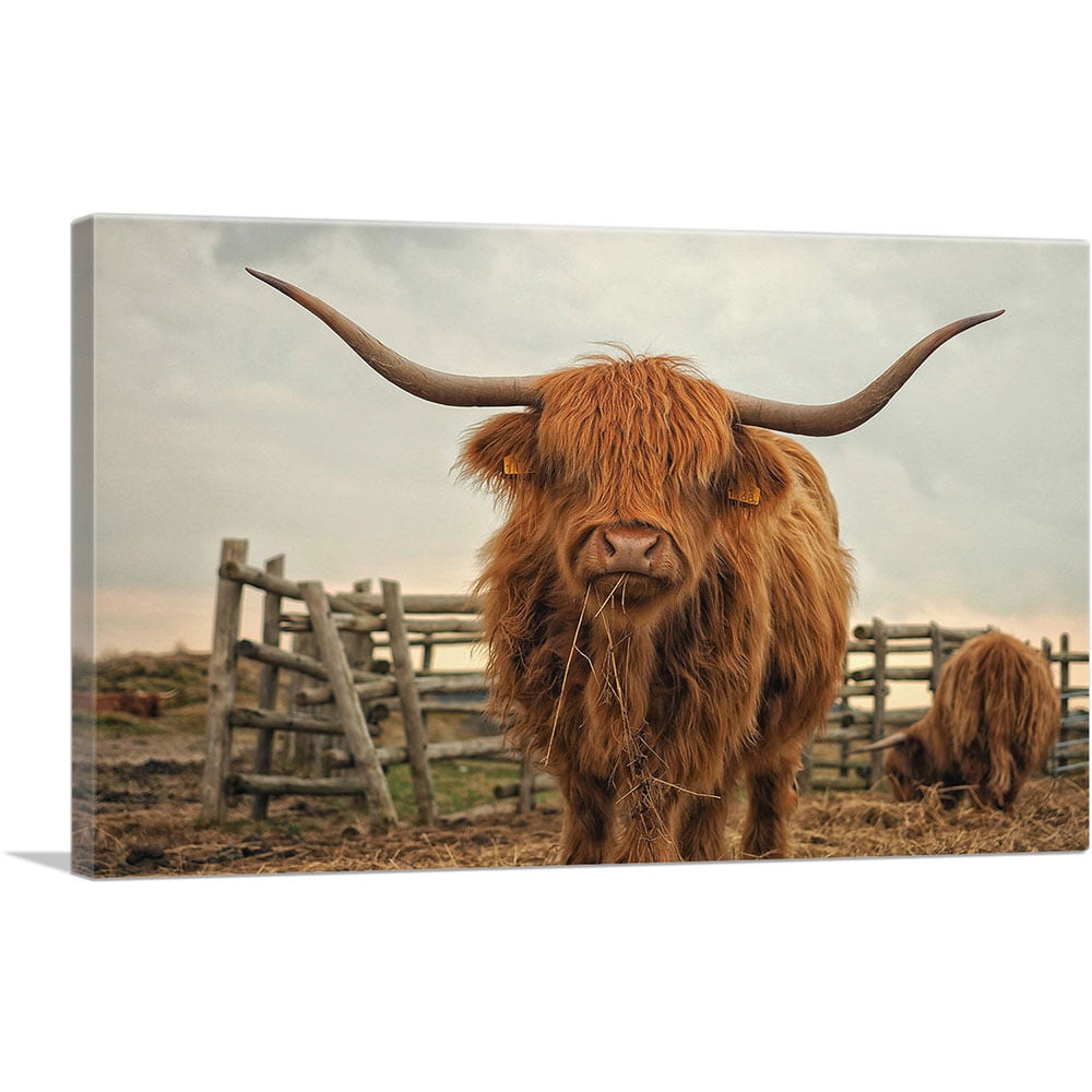 ARTCANVAS Highland Cow Cattle Stable Canvas Art Print - Size: 60" x 40 ...