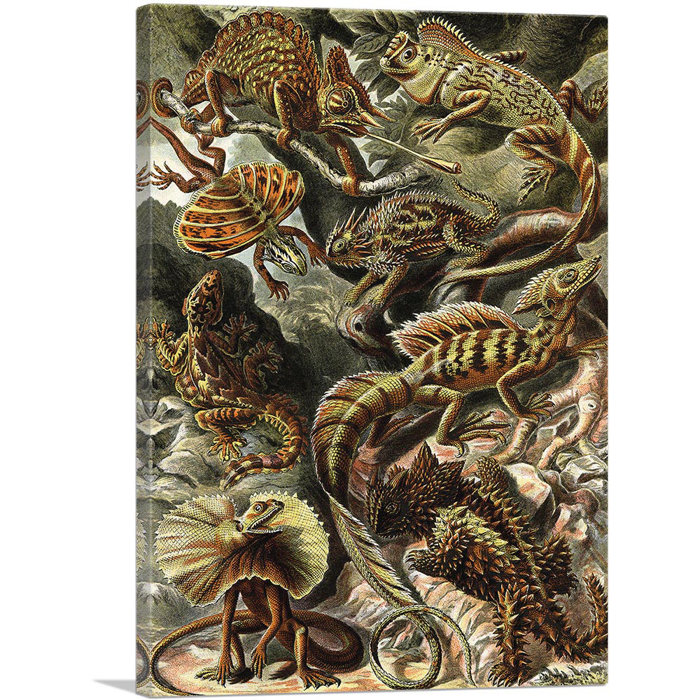 ARTCANVAS Lacertilia Lizards Reptiles 1904 Canvas Art Print by Ernst ...