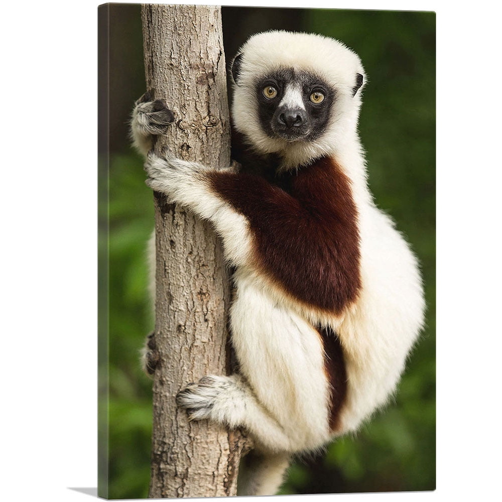 ARTCANVAS Lemur Home decor Canvas Art Print - Size: 40" x 26" (0.75 ...