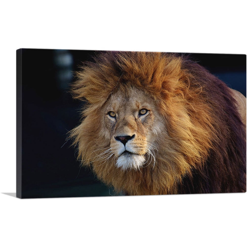 ARTCANVAS Lion Home Decor Rectangle Canvas Art Print - Size: 60" x 40 ...