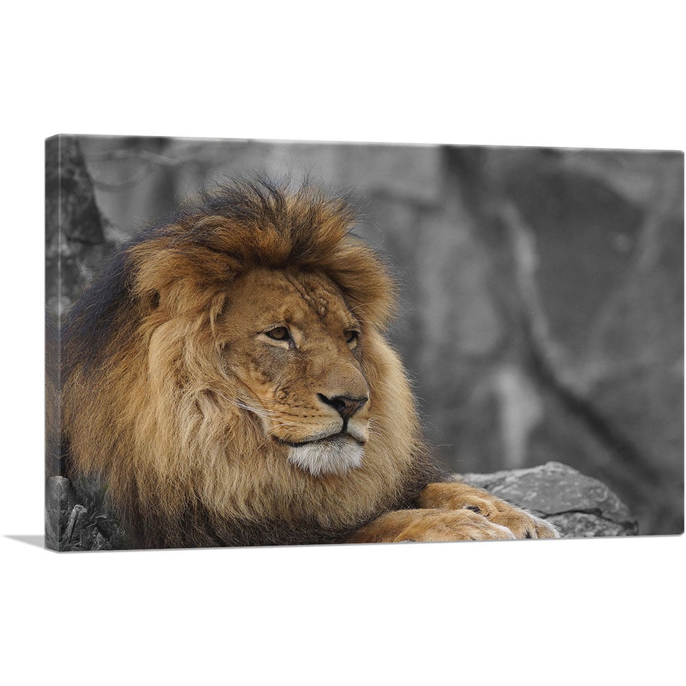 ARTCANVAS Lion Resting Under The Tree Canvas Art Print - Size: 40" x 26 ...