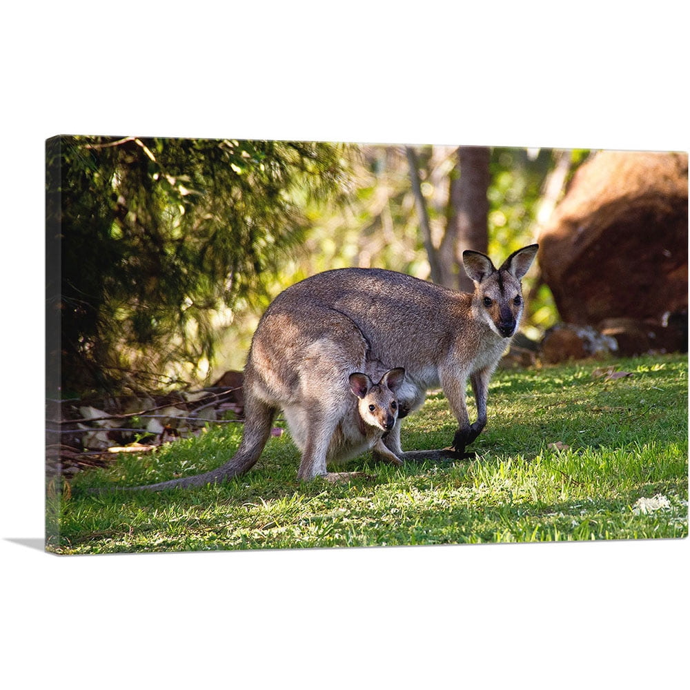 ARTCANVAS Native Australians Wallaby Mother and Baby Canvas Art Print ...