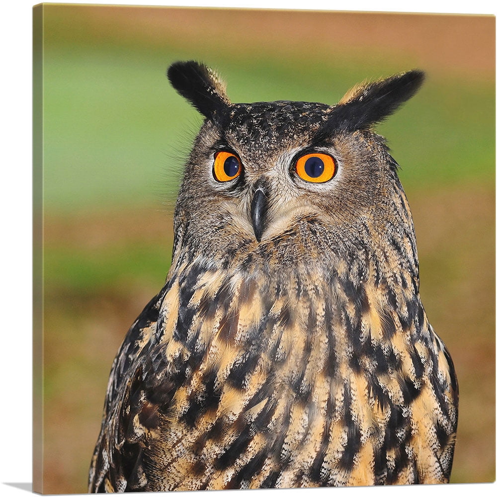ARTCANVAS Owl With Orange Eyes Home decor Canvas Art Print - Size: 36 ...