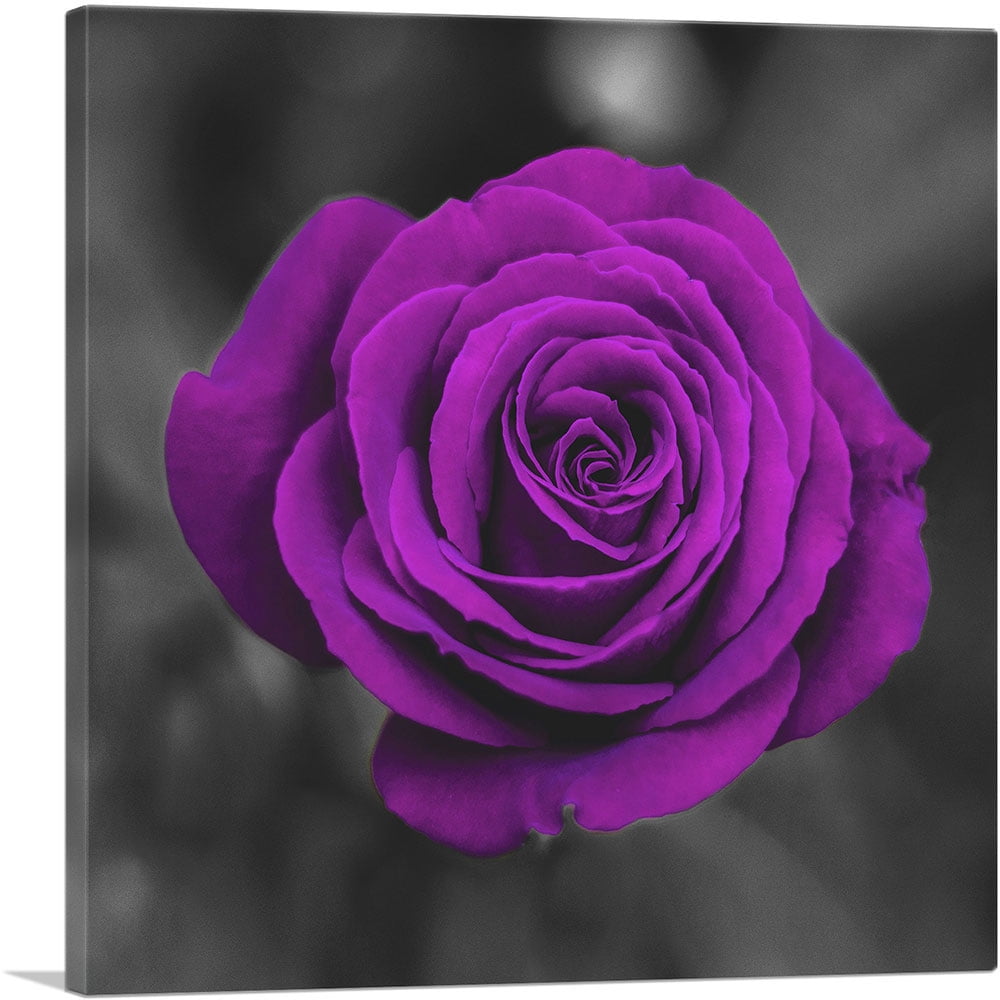 ARTCANVAS Purple Rose Flower In Garden Canvas Art Print - Size: 12" x ...