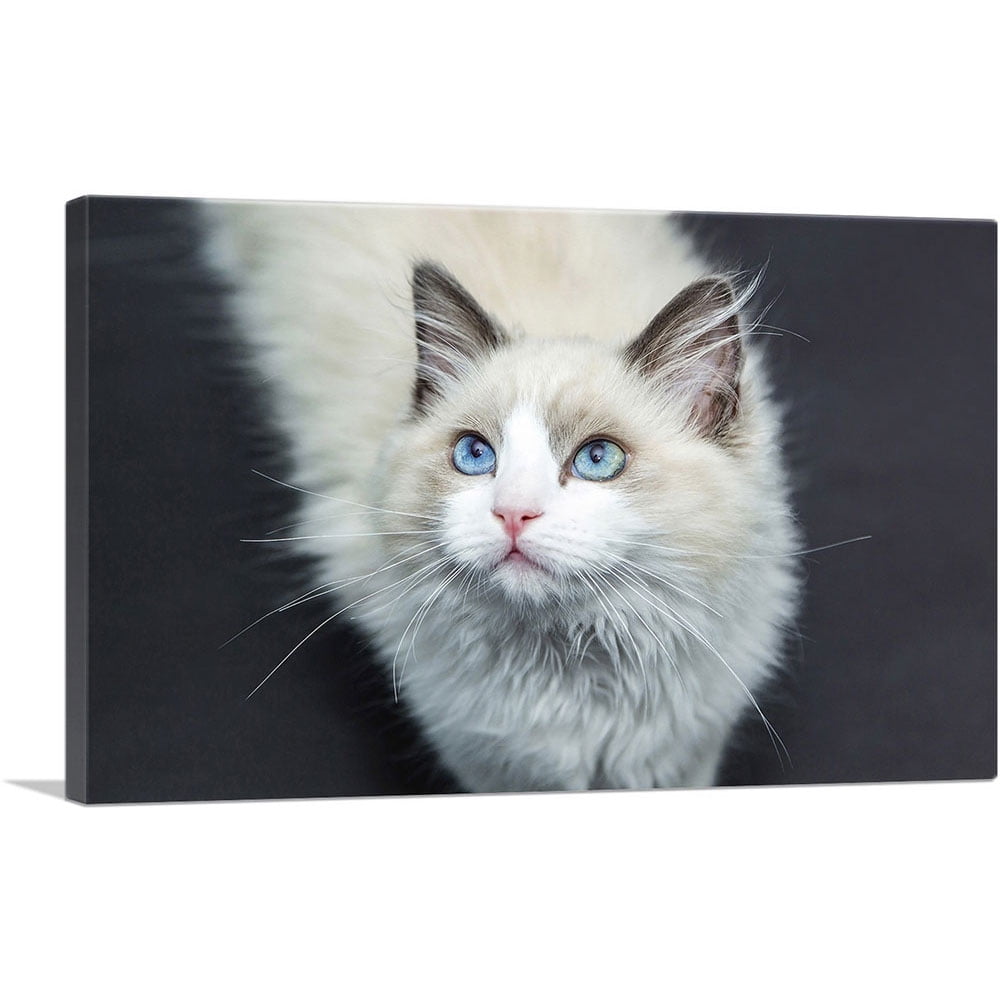 ARTCANVAS Ragdoll White Blue Eyes Home decor Canvas Art Print - Size ...