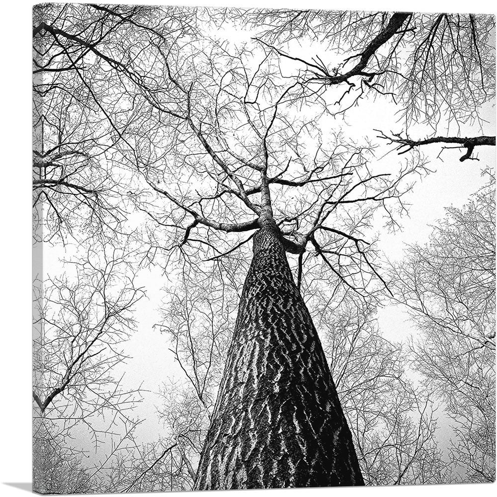 ARTCANVAS Tall Tree Branches Home Decor Square Canvas Art Print - Size ...