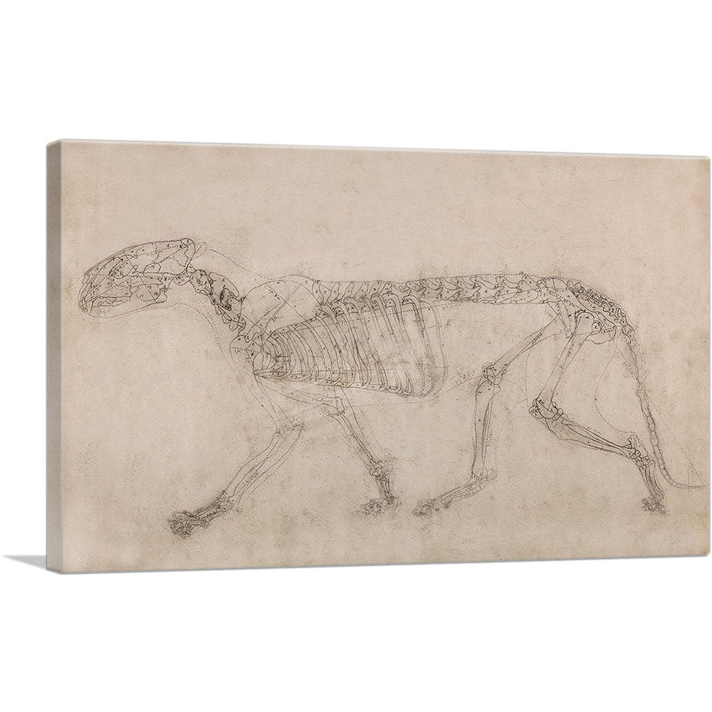 ARTCANVAS Tiger Skeleton - Lateral View 1806 Canvas Art Print by George ...