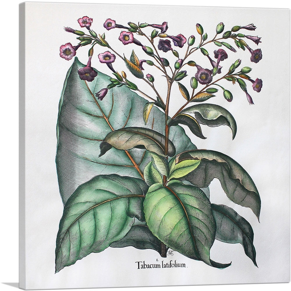 ARTCANVAS Tobacco Plant - Tabacum Latifolium Canvas Art Print by Besler ...