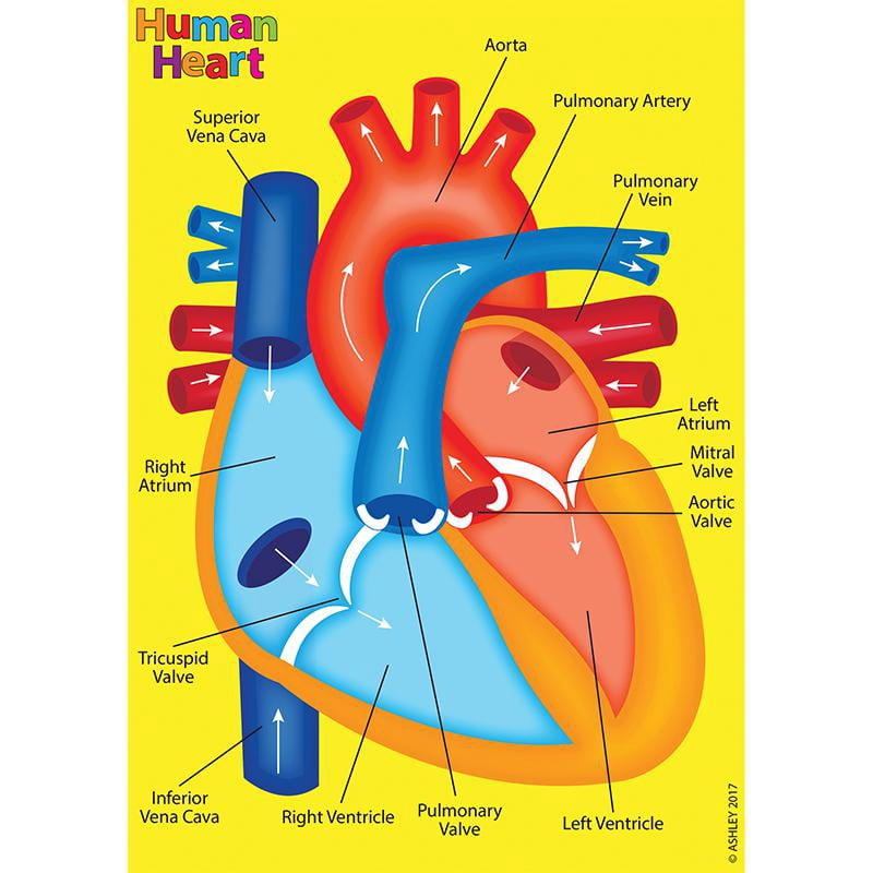 Foam Human Anatomy Manipulatives: Heart Model - Walmart.com