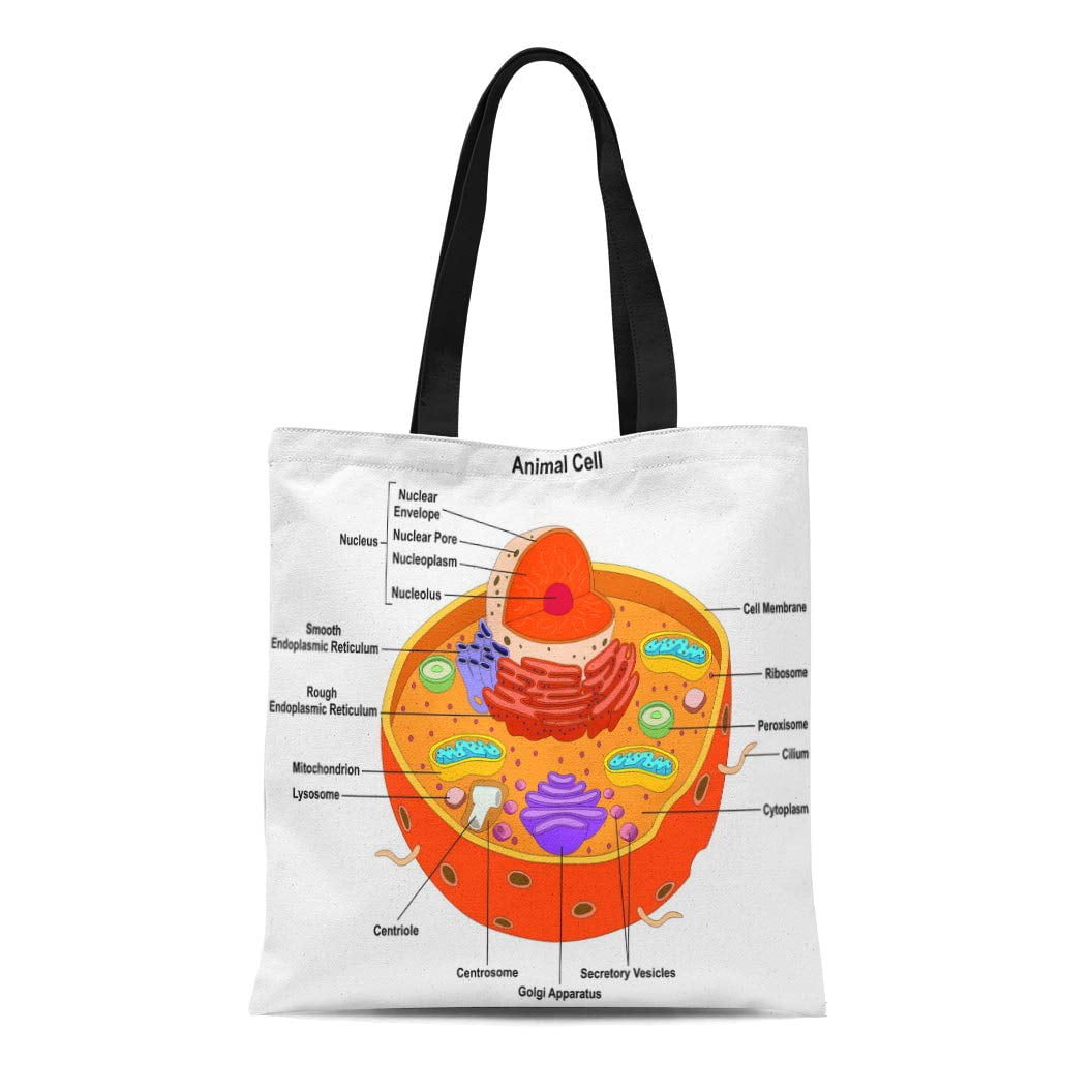 ASHLEIGH Canvas Tote Bag Cell Anatomy Diagram Structure All Parts ...