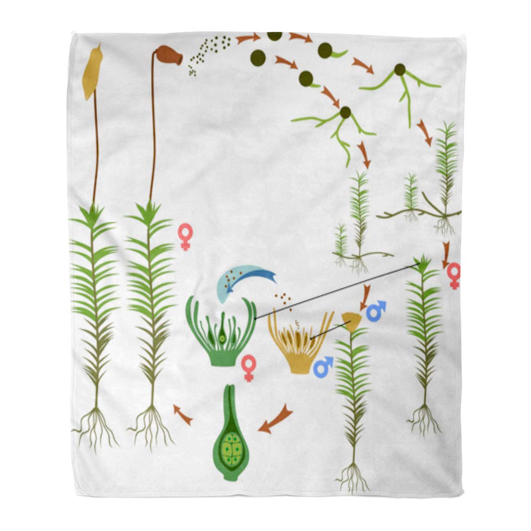 ASHLEIGH Flannel Throw Blanket Green Antheridium Moss Life Cycle ...