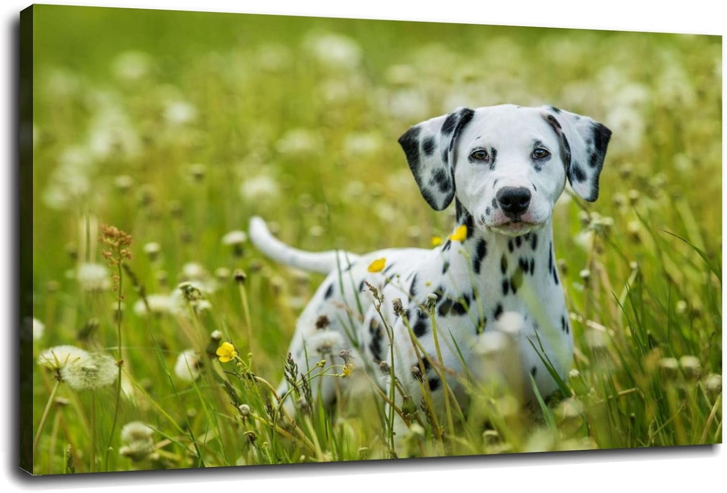 ASPORIC Animal-Posters-Dalmatians-Pictures-For-Bedroom-Wall-Decor ...