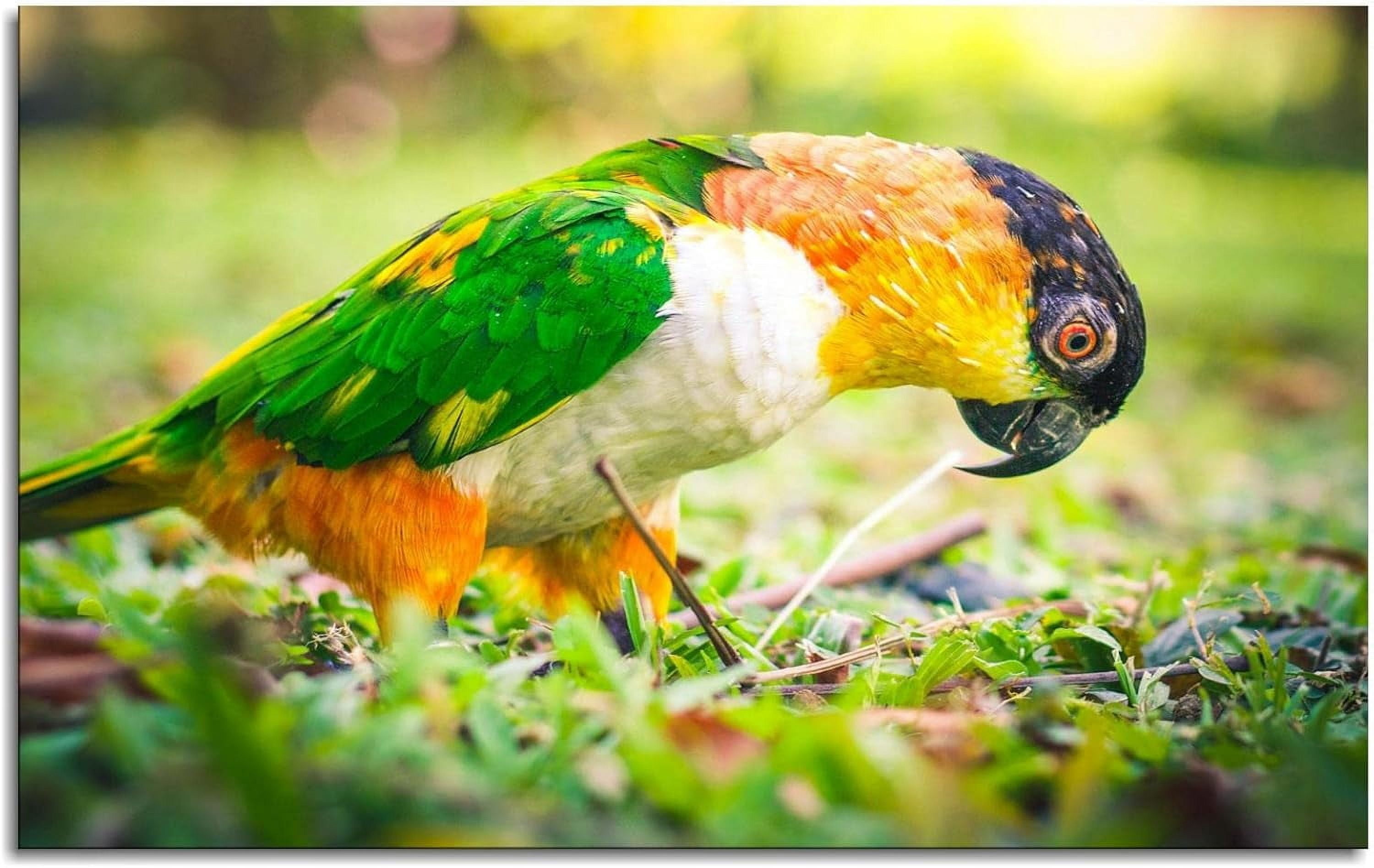 ASPORIC Animal-Posters-Parrot-Pictures-For-Bedroom-Wall-Decor-Canvas ...
