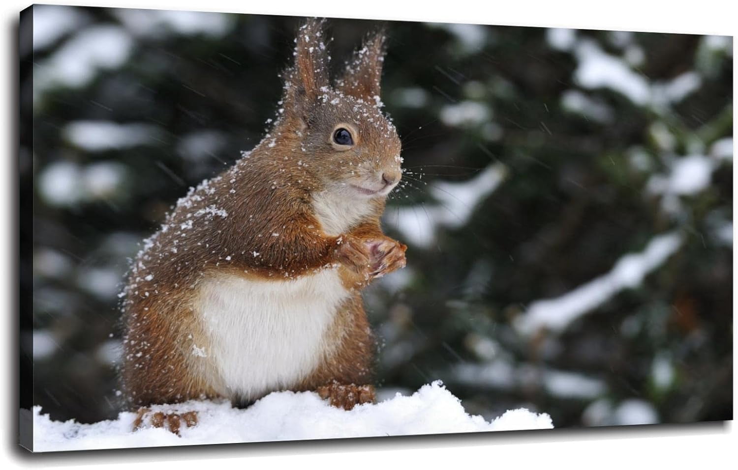 ASPORIC Animal Posters Squirrel Pictures For Bedroom Wall Decor Canvas Art Prints Printed Wall ...
