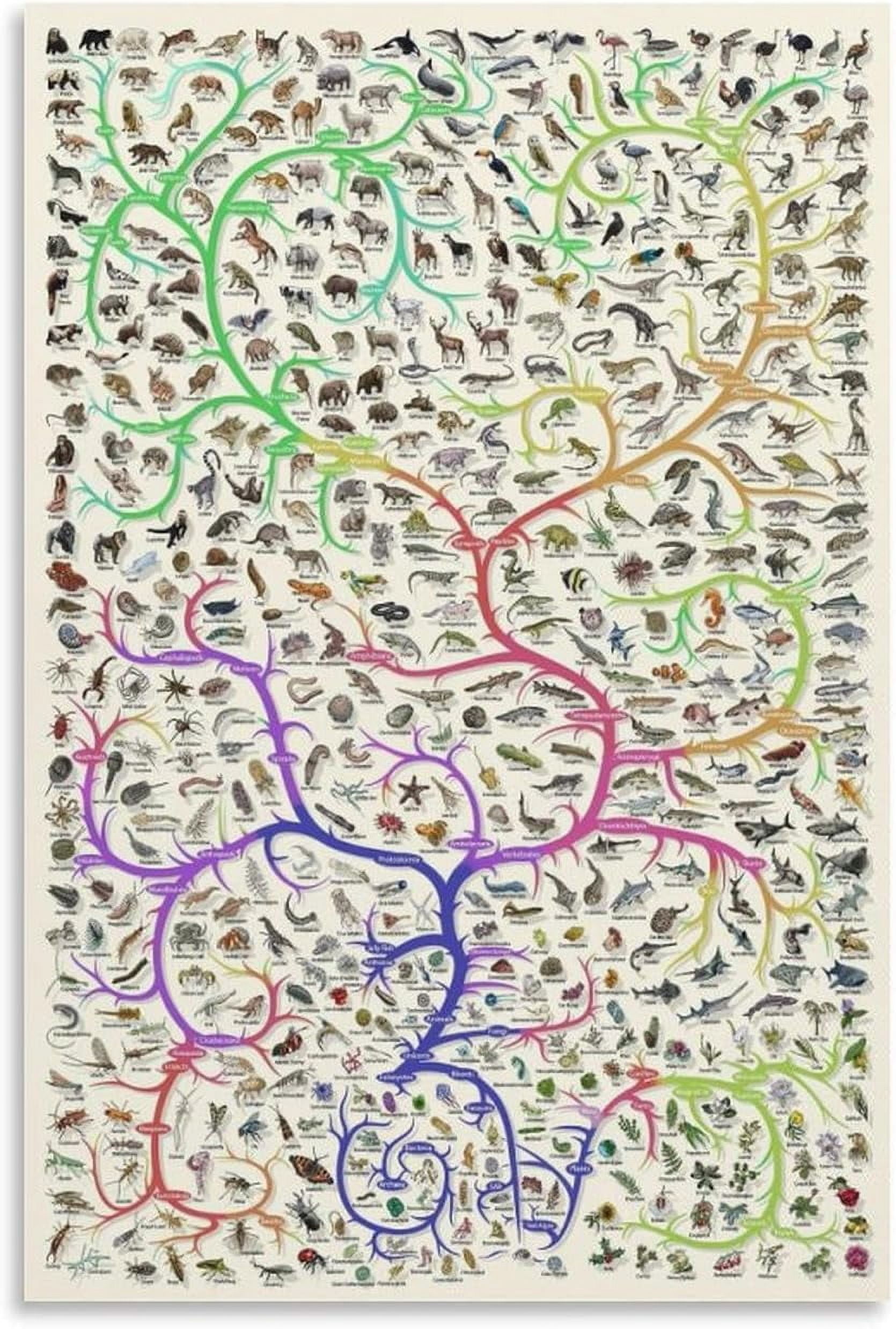 ASPORIC Animals - Evolution Posters - Tree of Life Posters for Room ...