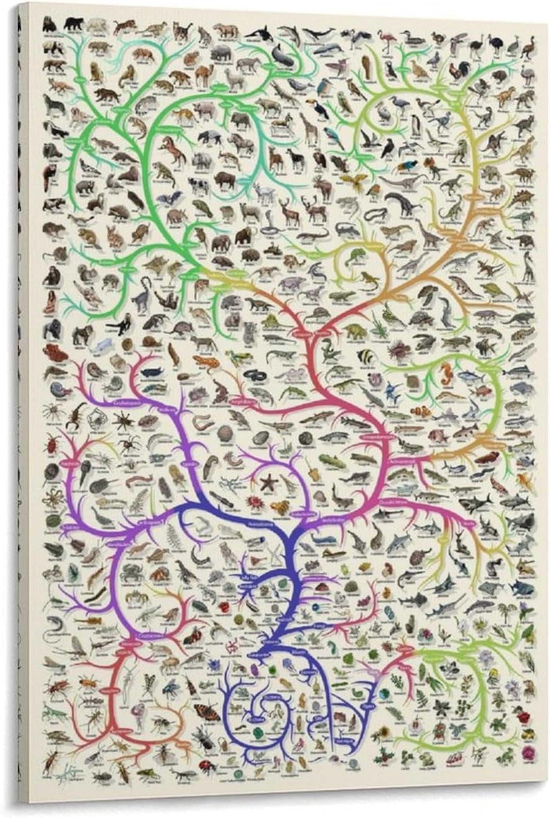 ASPORIC Animals - Evolution Posters - Tree of Life Posters for Room ...