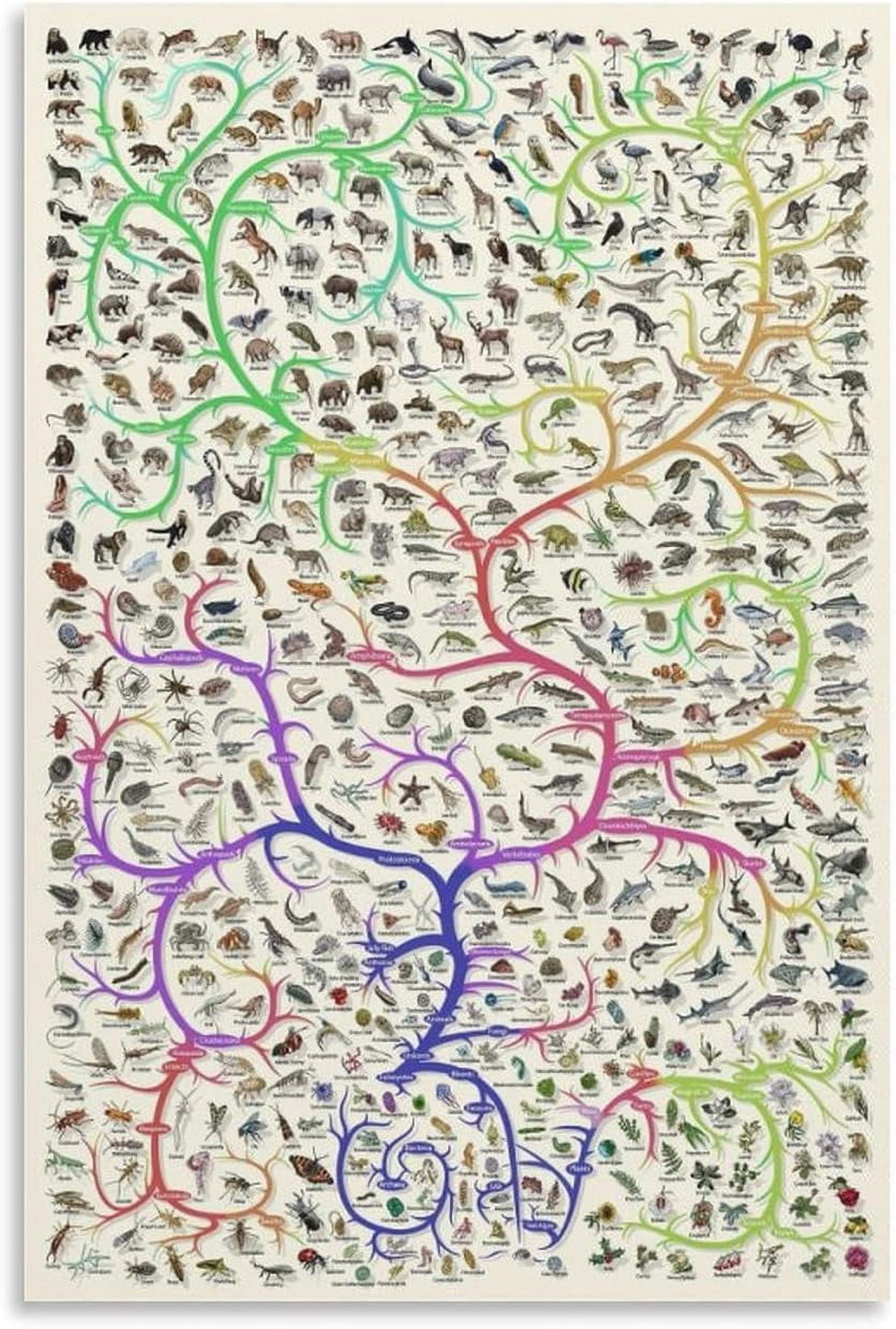 ASPORIC Animals - Evolution Posters - Tree of Life Posters for Room ...