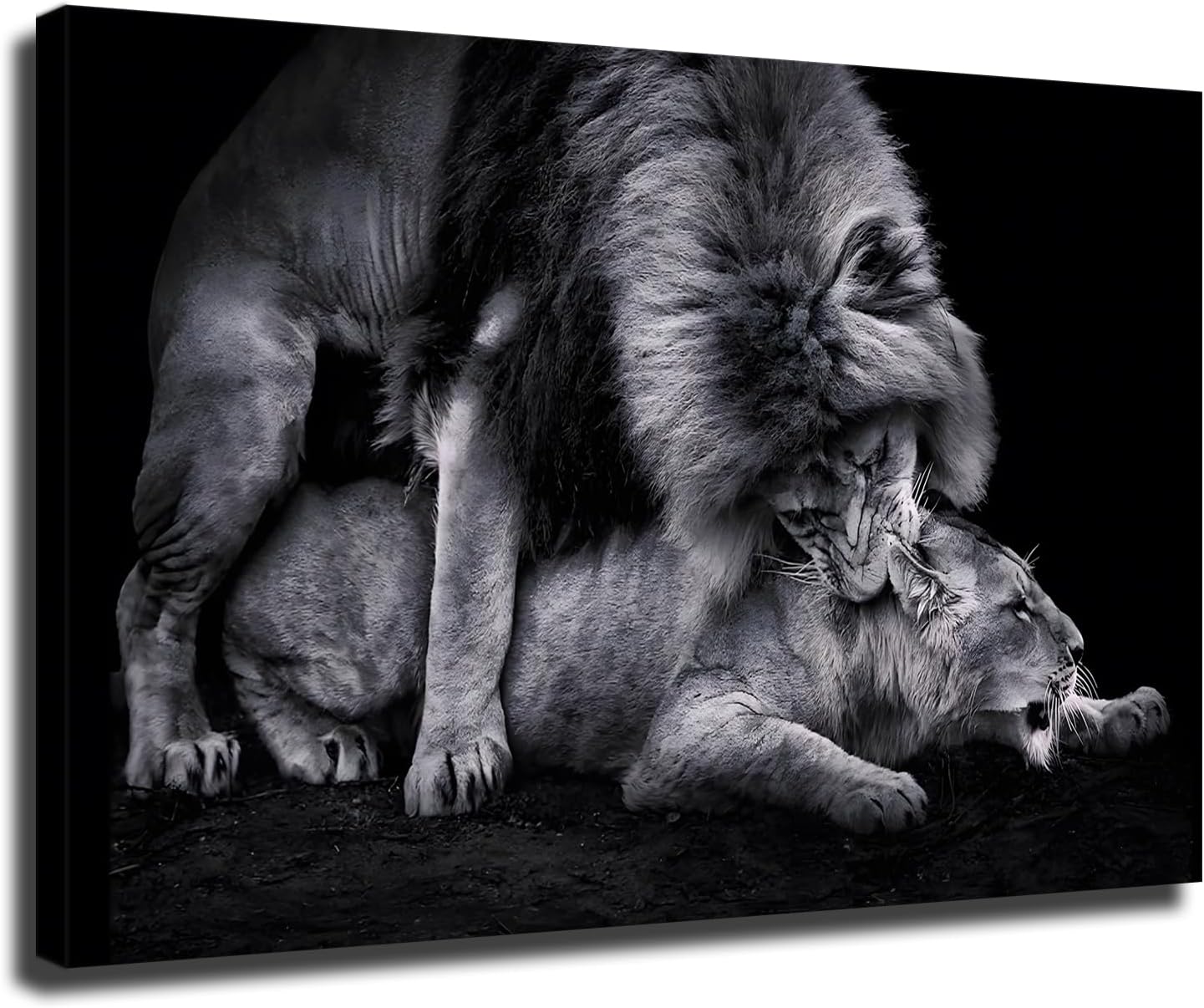 ASPORIC Animals Like Lions and Lionesses Wild Animals Black and White ...
