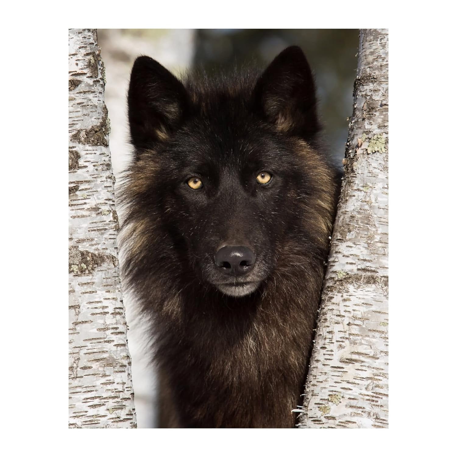 ASPORIC Black Wolf in the Woods - Animal Wall Art Decor, Wildlife ...