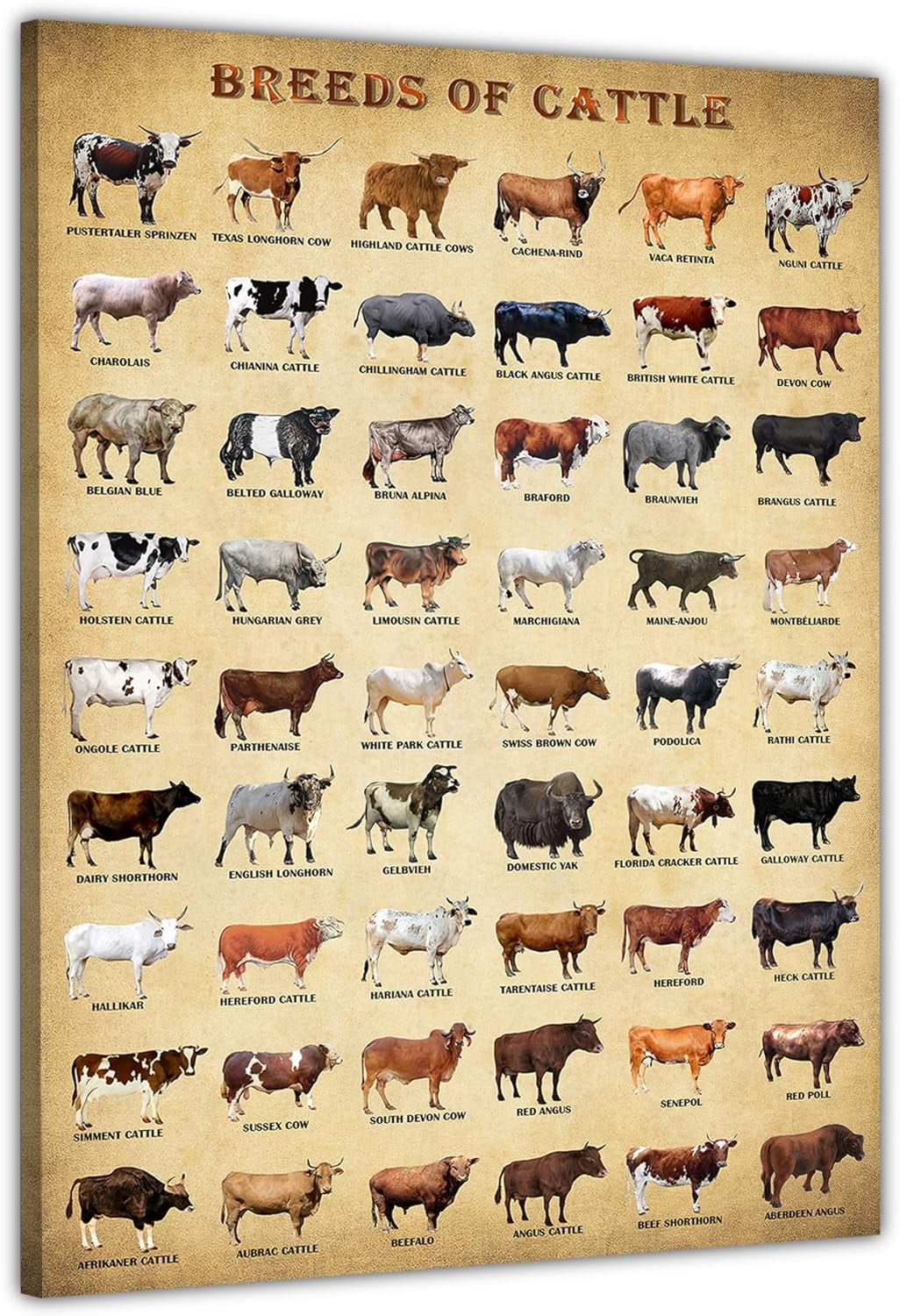 ASPORIC Breeds of Cattle Poster,Common Breeds of Beef and Dairy Cows ...